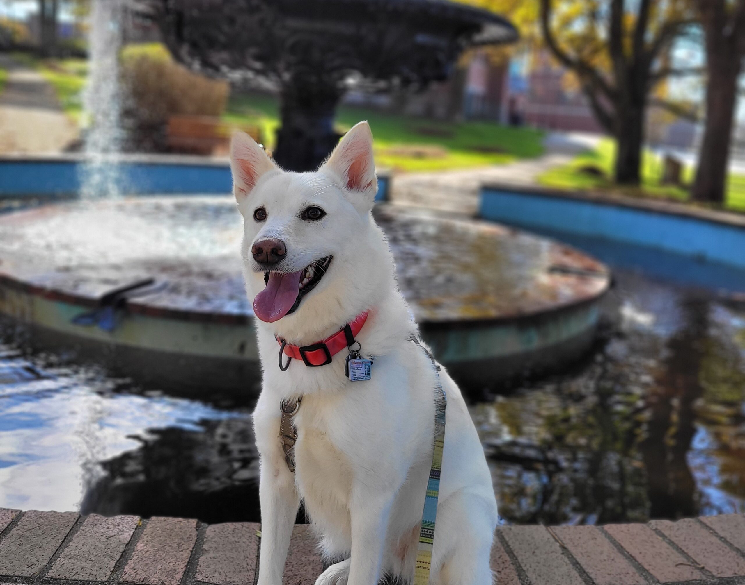 Clickers and Markers • Your Happy Dog Coach